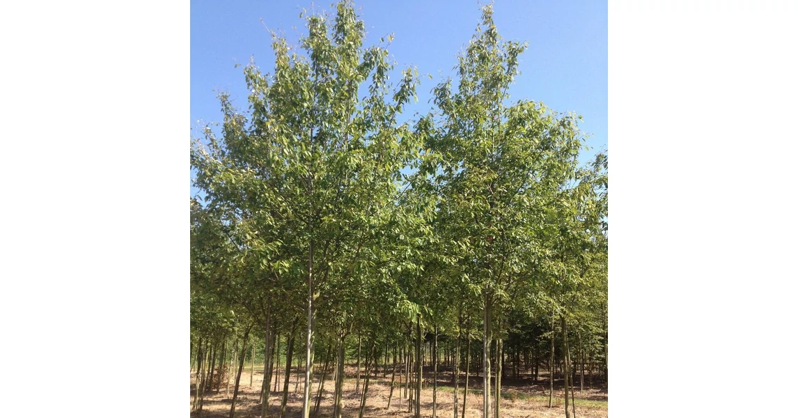 Fanyarka fehér virágú - Amelanchier arborescens 'Robin Hill', 60/80 cm ...