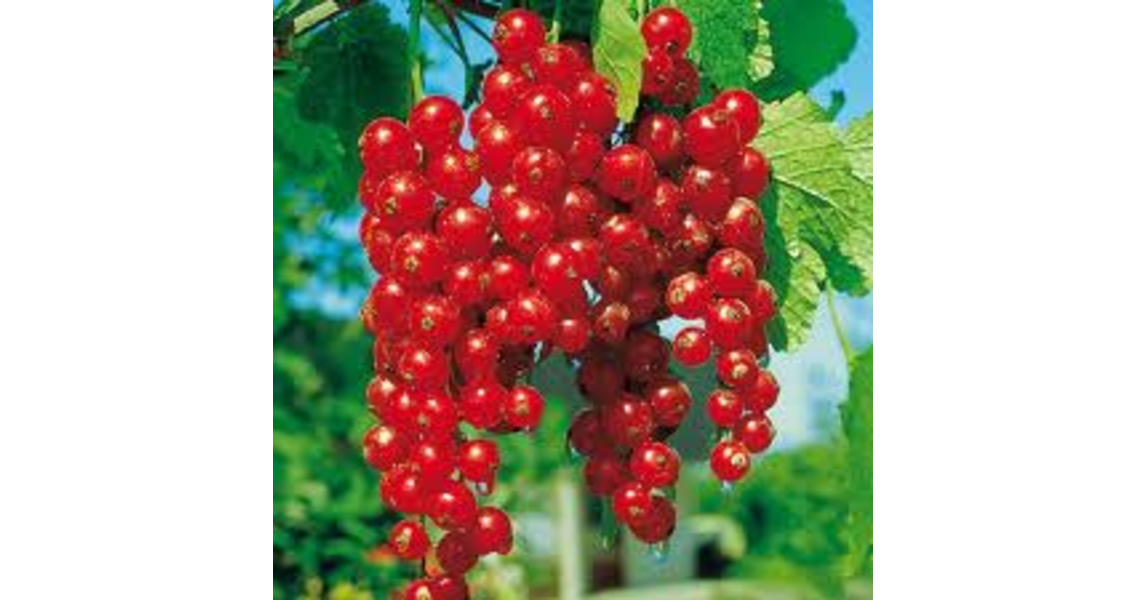 Ribizli piros törzses fa (konténeres) - Ribes rubrum 'Rovada' 30/40cm ...