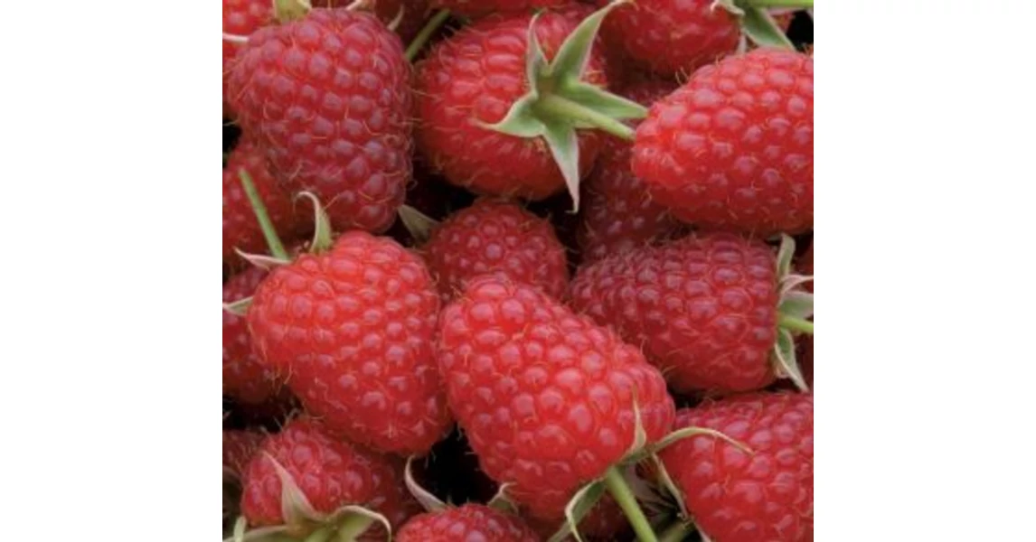 Málna folyton termő (konténeres) - Rubus idaeus 'Polka', 30/40cm, K3l ...