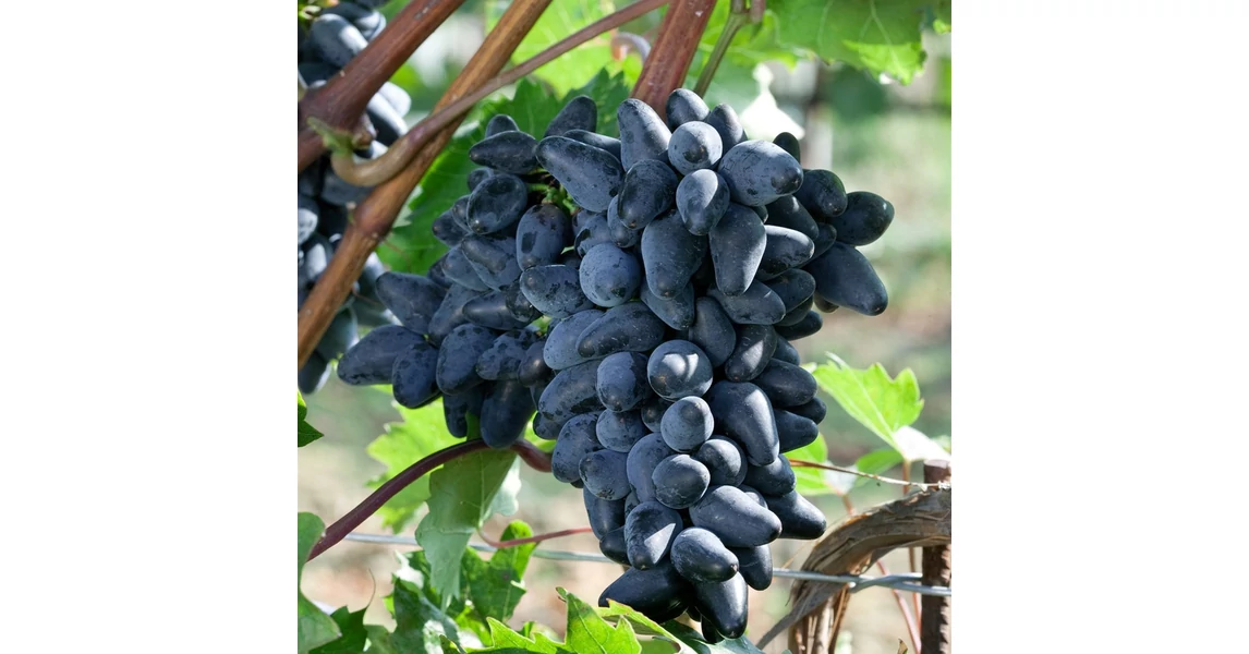 Szőlő csemege, kék (szabadgyökerű) - Vitis vinifera 'Souvenir', 20/30 ...