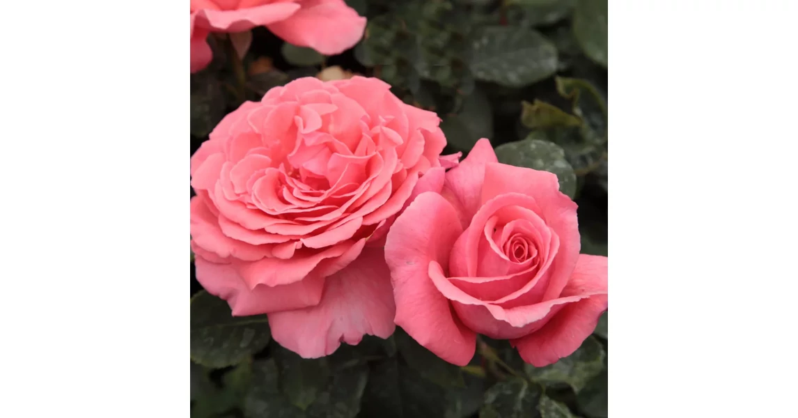 Rózsa bokor rózsaszín - Rosa 'Pariser Charme' 30/40cm K2l - Borhy Kertészet