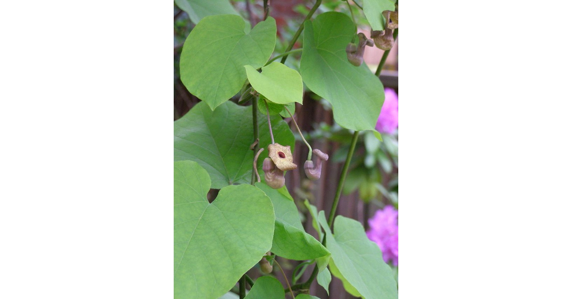 Farkasalma pipavirágú - Aristolochia macrophylla 30/40cm K2l ...