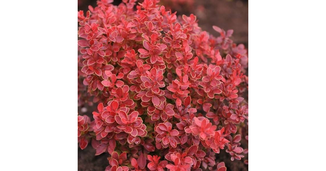 Borbolya japán törpe korallpiros levelű sárga szegéllyel - Berberis ...