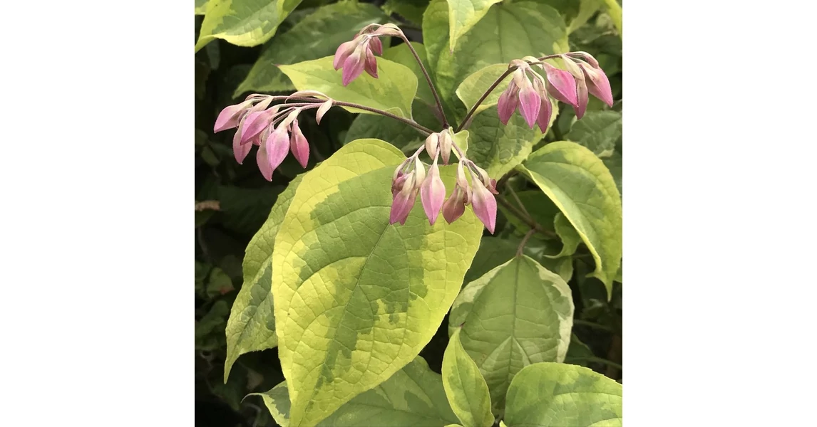Végzetfa sárga tarka levelű - Clerodendrum trichotomum 'Variegata' 30 ...