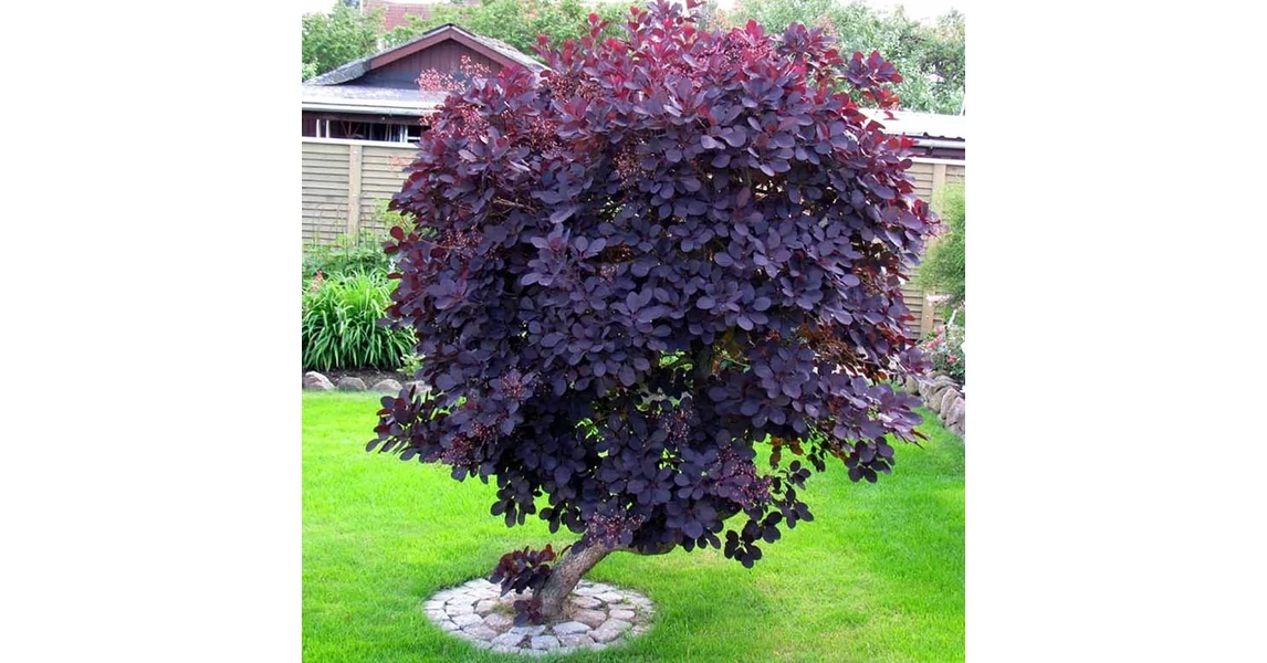 Cserszömörce vörös lombú - Cotinus coggygria 'Royal Purple' 80/100cm ...