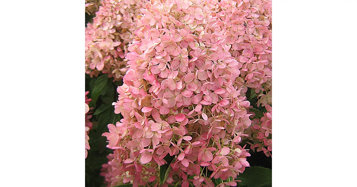 Hortenzia bugás világos rózsaszín - Hydrangea paniculata 'Magical Candle' 20/30cm K2l - Borhy ...