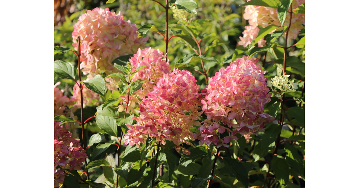Hortenzia bugás rózsaszín - Hydrangea paniculata 'Magical Flame' 30 ...