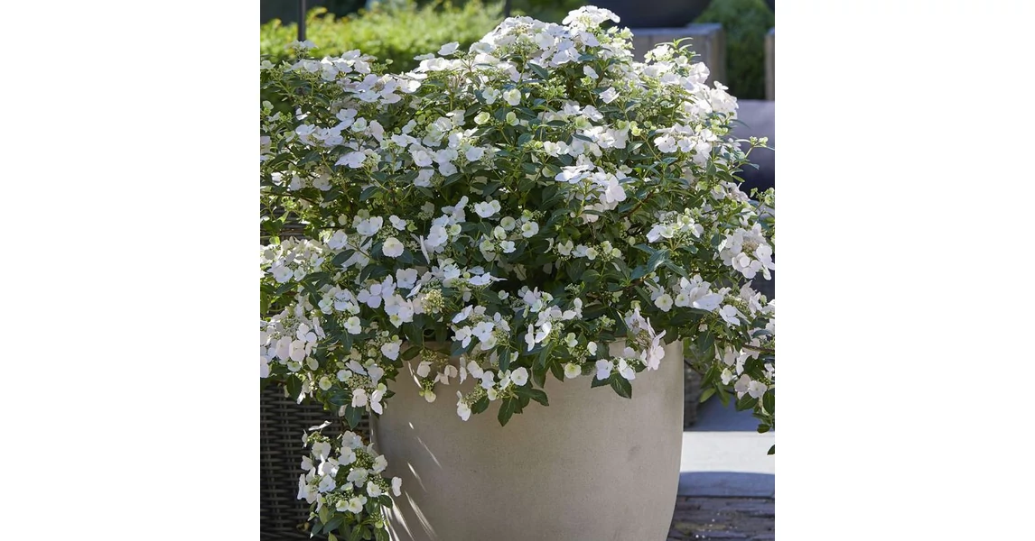 Hortenzia - Hydrangea 'Runaway Bride' 20/30cm K2l - Borhy Kertészet