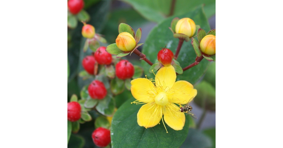 Orbáncfű - Hypericum inodorum 'Magical Lighting' 20/40cm K2l ...