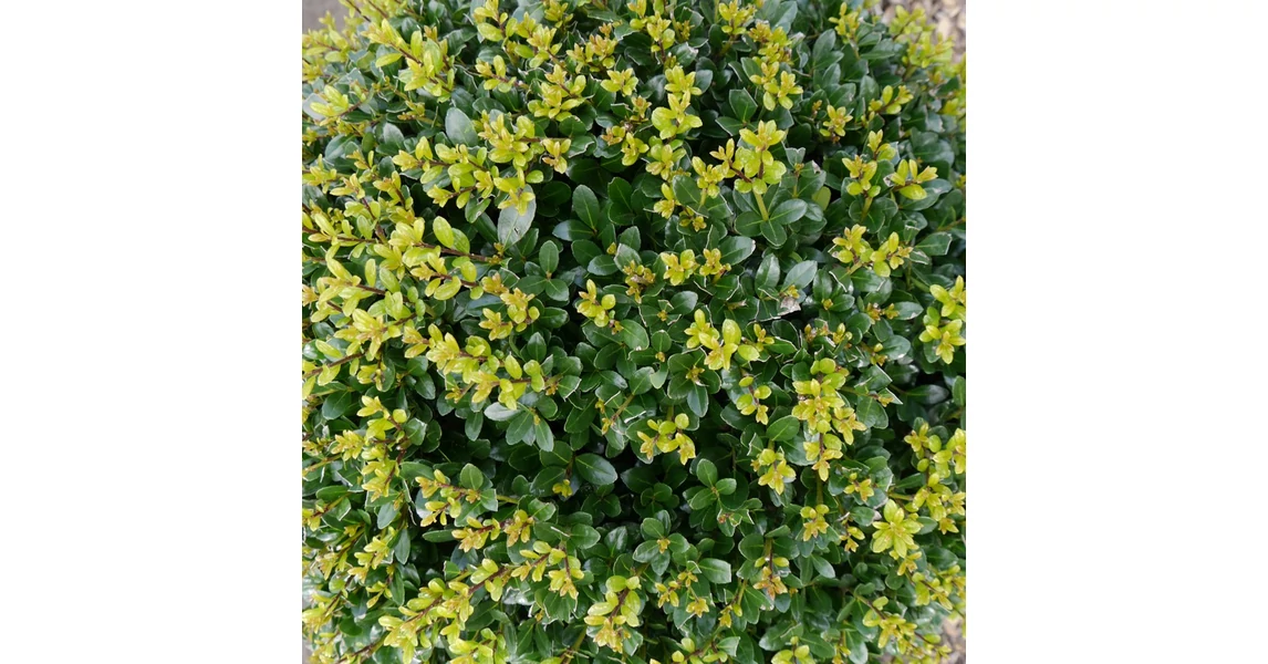 Magyal japán - Ilex maximowicziana kanehirae 'Impala' 20/30cm K2l ...