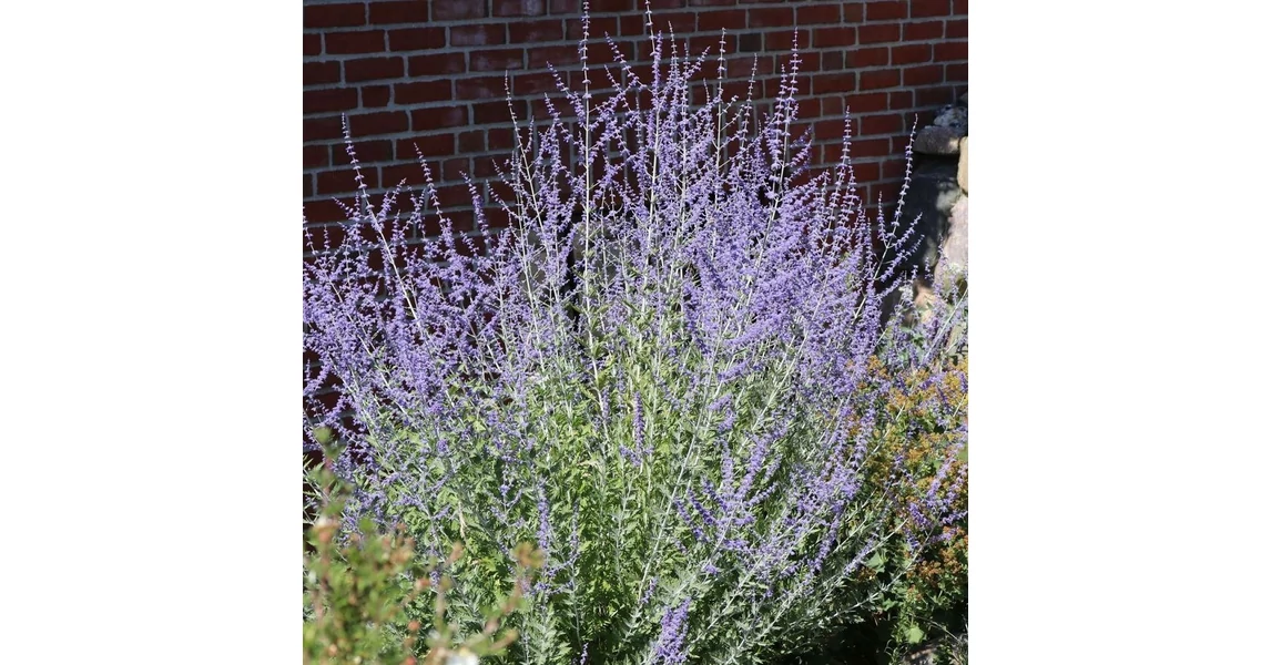Sudárzsálya kék - Perovskia atriplicifolia 'Blue Spire' 20/40cm K2l ...