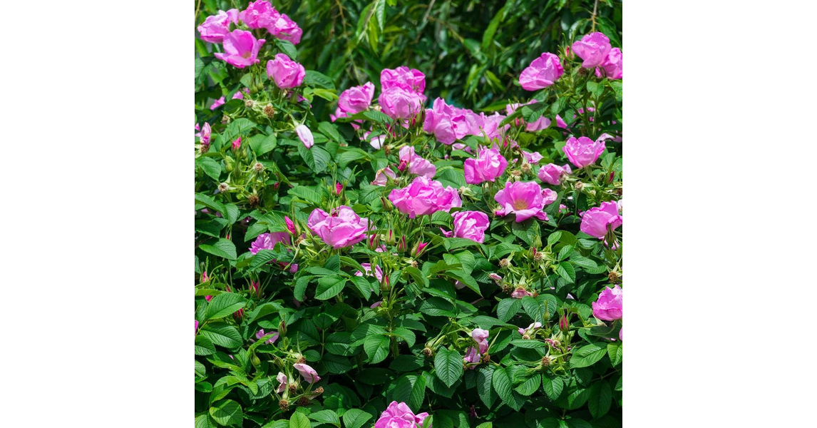 Rózsa japán - Rosa rugosa 20/30cm K3l - Borhy Kertészet