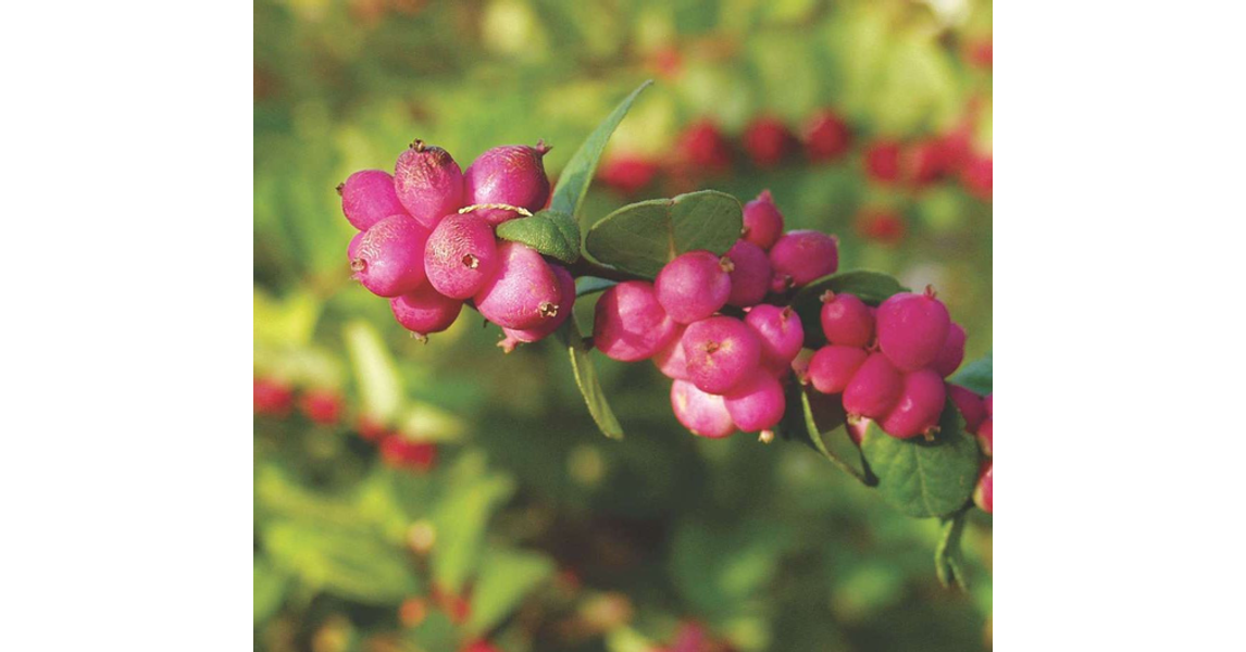 Hóbogyó lilás-rózsaszín - Symphoricarpos doorenbosii 'Magic Berry' 40 ...