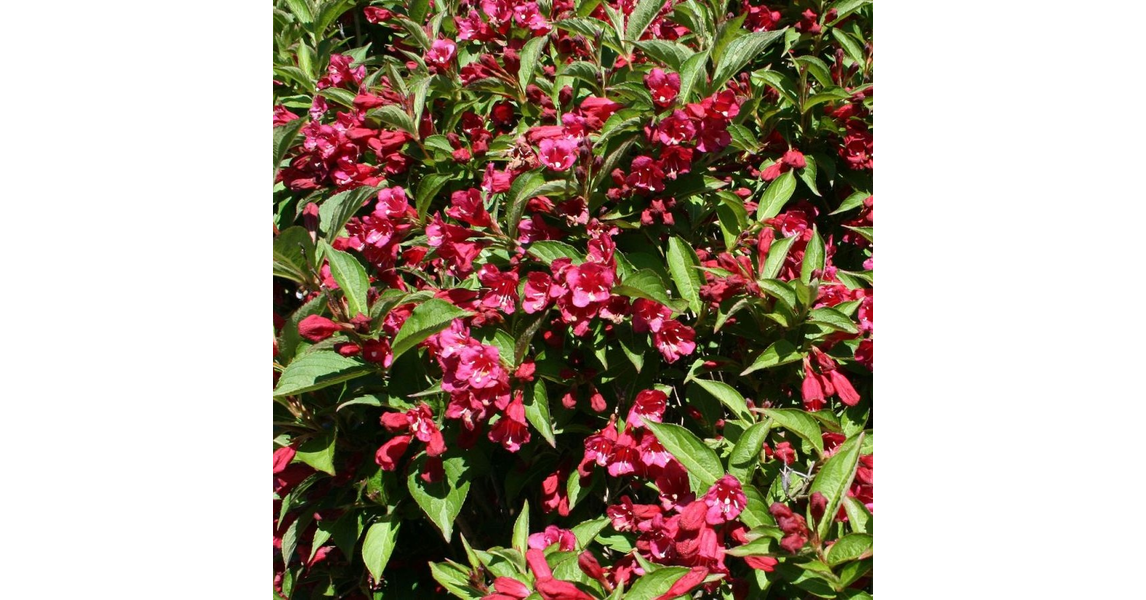 Rózsalonc pirosas rózsaszín - Weigela florida 'Eva Rathke' 30/40cm K2l ...
