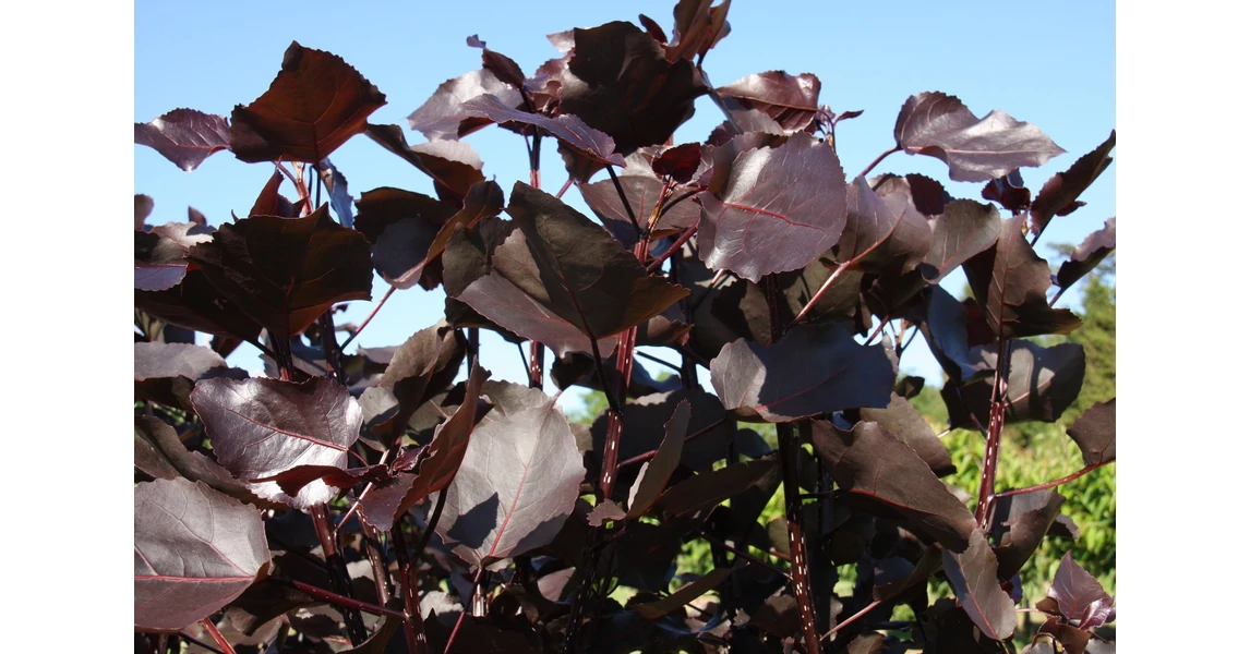 Nyárfa oszlopos bordó levelű - Populus deltoides 'Purple Tower' 200 ...