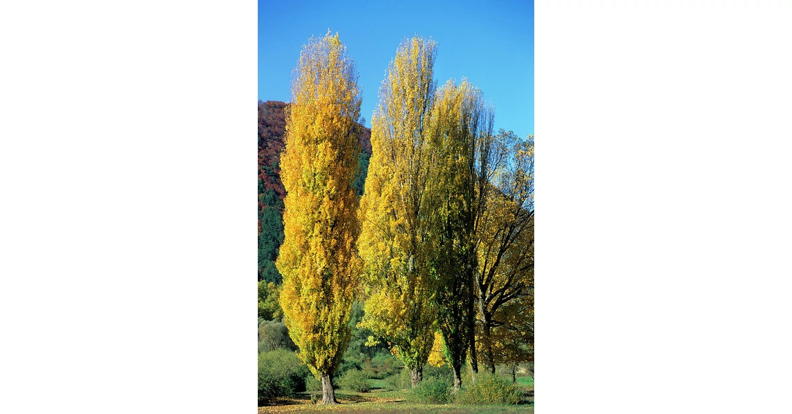 Nyárfa jegenye oszlopos - Populus nigra 'Italica' 200/250cm TK4/6cm ...