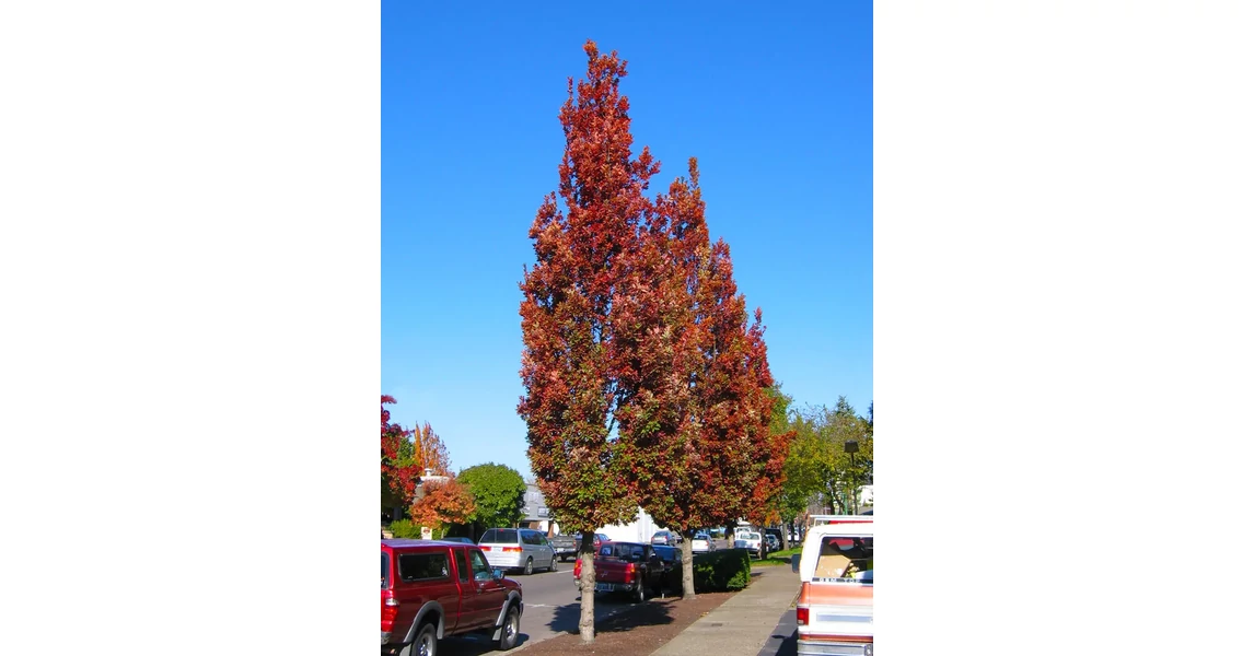 Tölgy hibrid oszlopos ősszel bíborvörös lombú - Quercus bimundorum ...