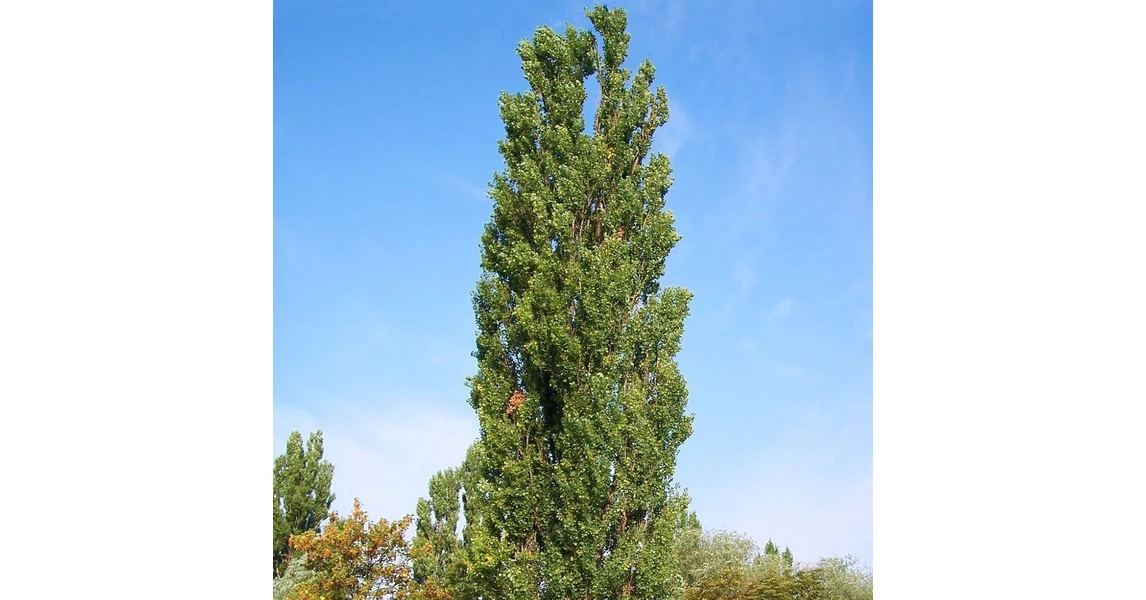 Nyárfa kínai oszlopos - Populus simonii 'Fastigiata' 150/175cm K5l ...