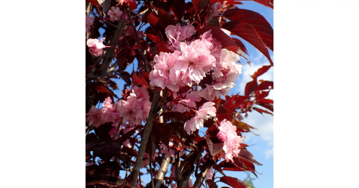 Díszcseresznye vörös levelű telt rózsaszín virágú - Prunus serrulata ...