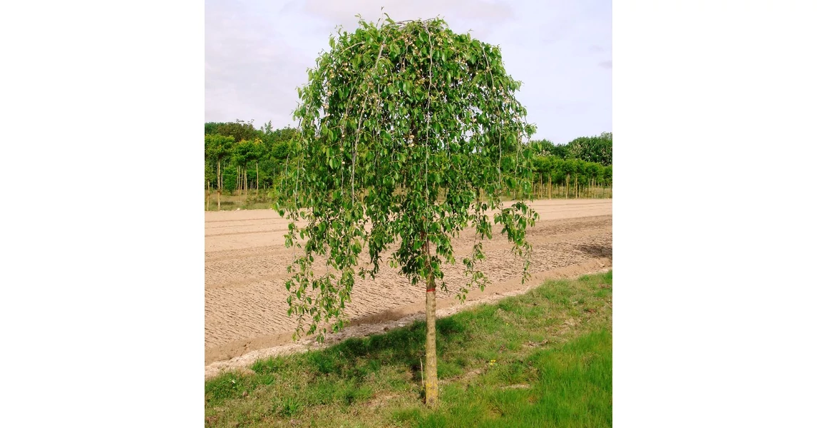Szilfa csüngő kis levelű - Ulmus 'Mauro' 200/250cm T200cm K20l - Borhy ...