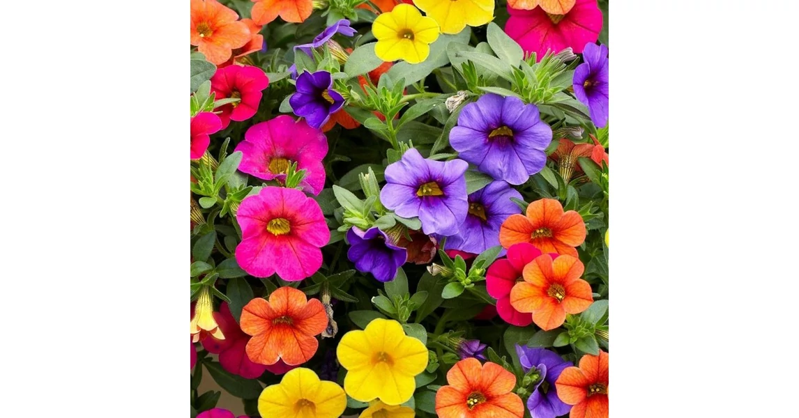 Petúnia apró virágú ámpolnás - Calibrachoa 20/30cm ámpolna 27cm - Borhy ...