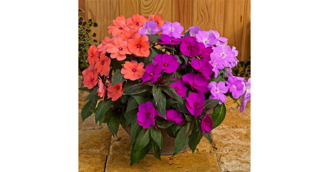 Nebáncsvirág (Pistike) - Impatiens 'Sunpatiens' 20/30cm K12cm ...