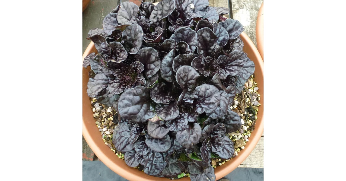 Infű indás sötétbordó lombú - Ajuga reptans 'Black Scallop' 10/20cm ...