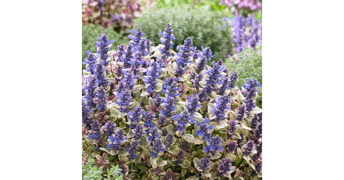 Ínfű indás rózsaszín-fehér-zöld tarka lombú - Ajuga tenorii 'Princess ...