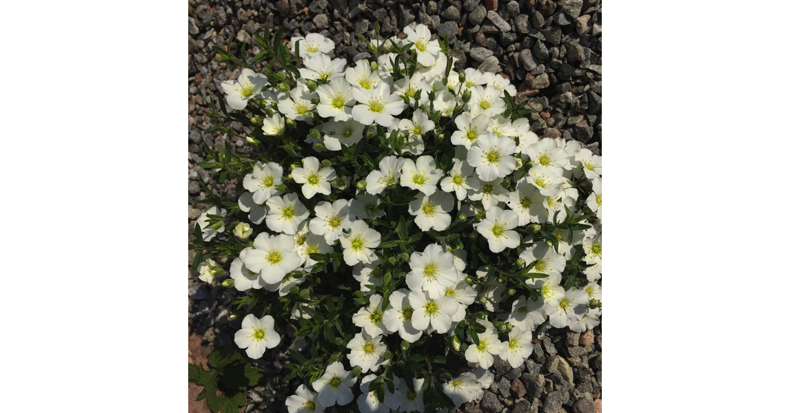 Homokhúr hegyi fehér virágú- Arenaria montana 'Blizzard Compact' 5/10cm ...