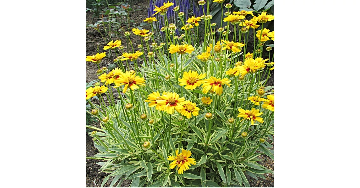 Menyecskeszem sárga virágú sárga tarka lombú - Coreopsis grandiflora ...