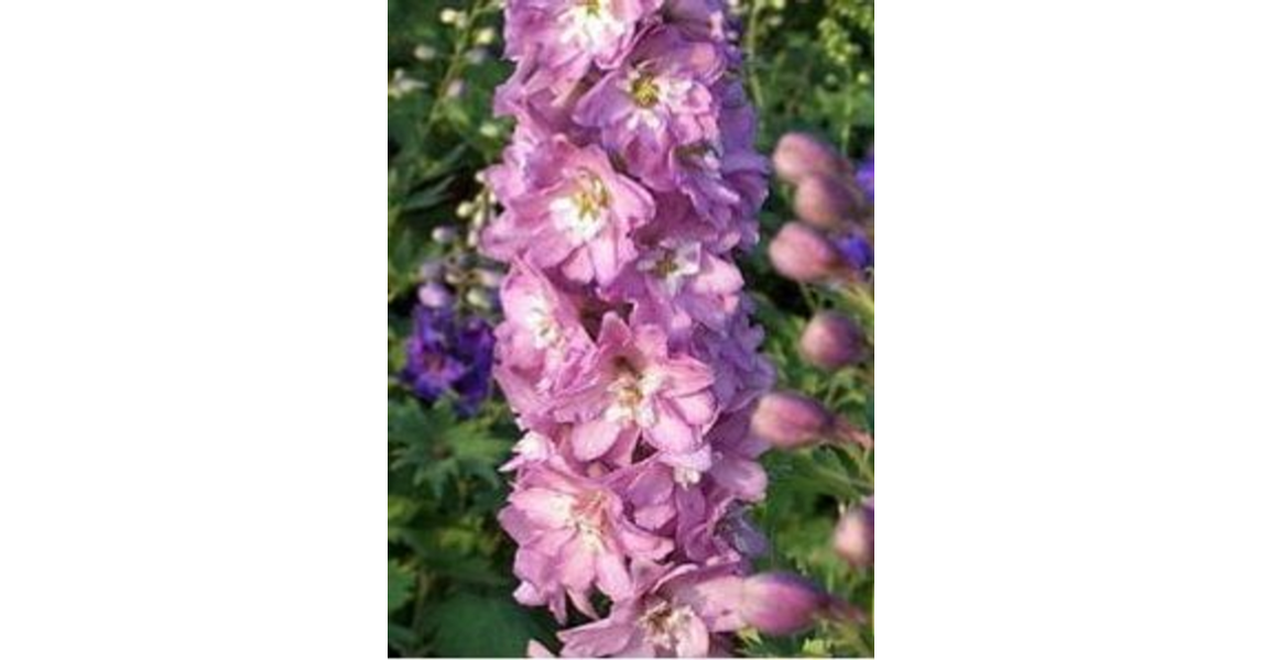 Szarkaláb kerti rózsaszín fehér szemmel - Delphinium 'Excalibur Lilac ...