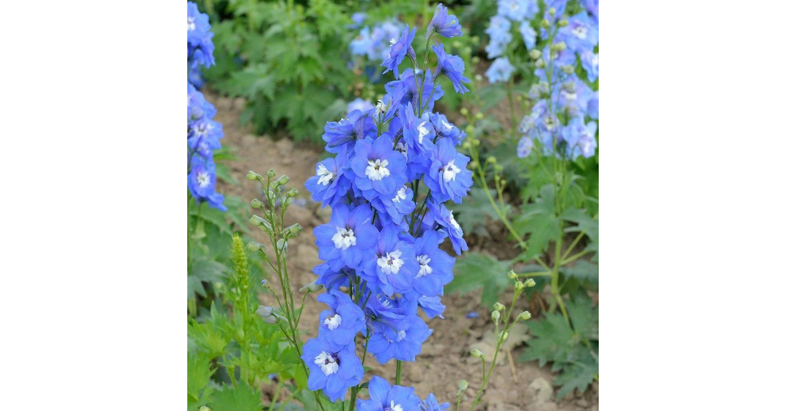 Szarkaláb kék - Delphinium 'Jupiter Blue' 20/30cm K14cm - Borhy Kertészet