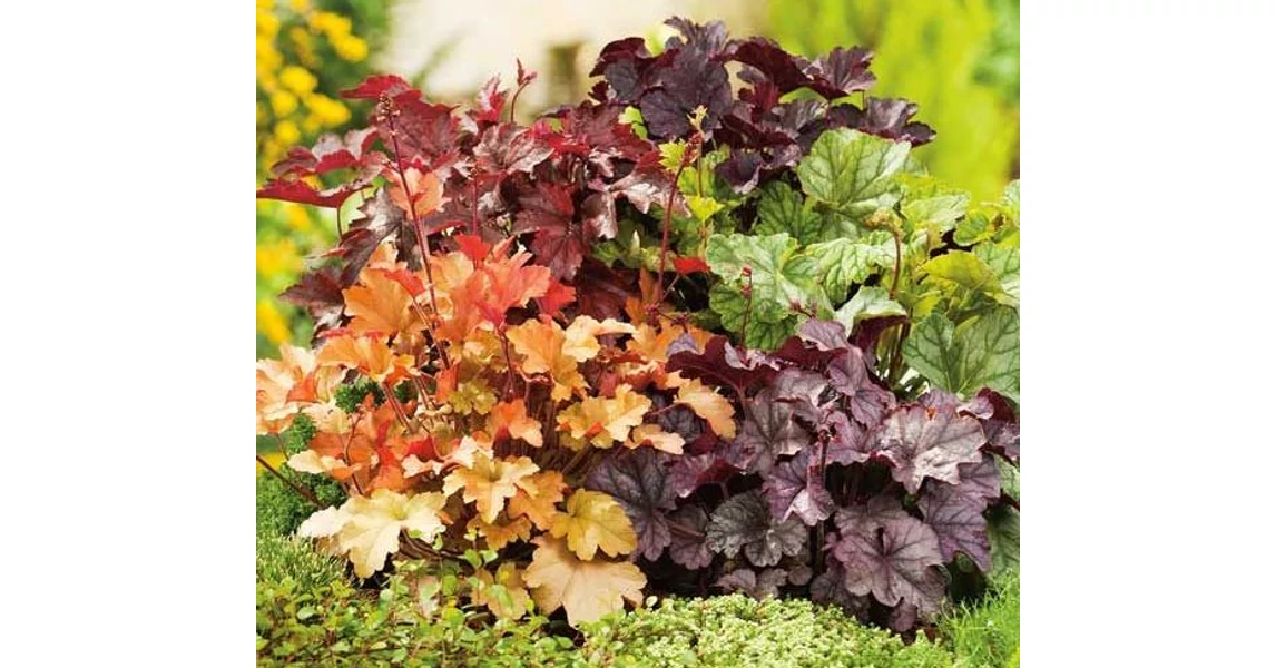 Tűzeső mix - Heuchera hibrid mix 20/30cm K14cm - Borhy Kertészet