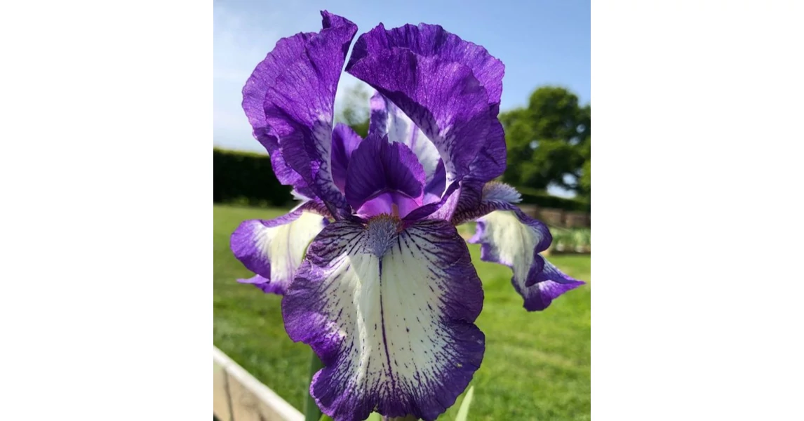 Nőszirom szakállas lila-fehér - Iris 'Arctic Fancy' 20/30 cm K14 cm ...