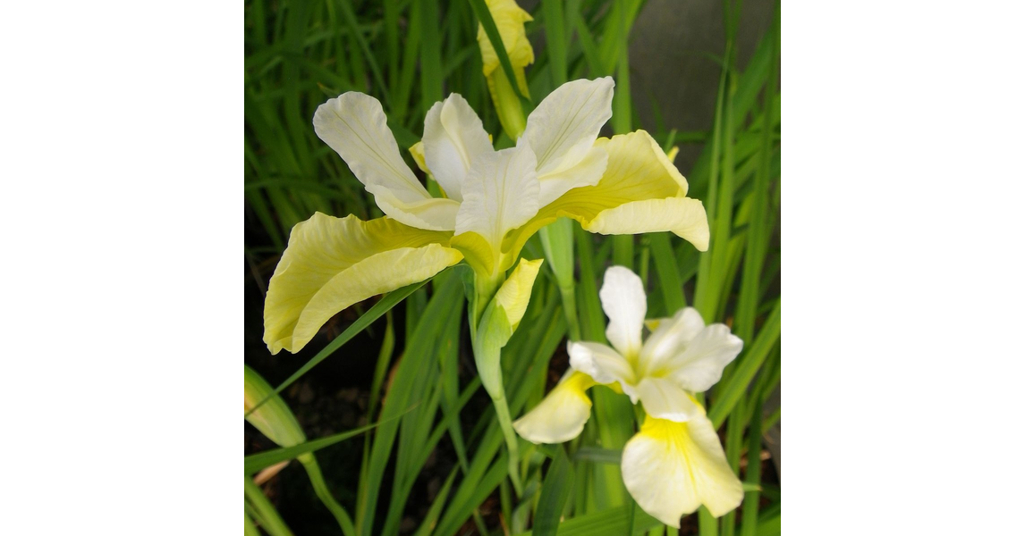 Nőszirom szibériai fehér-sárga - Iris sibirica 'Butter and Sugar' 20 ...