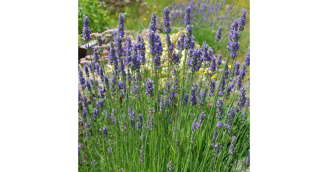 Levendula lila - Lavandula intermedia 'Grosso' 10/20cm K9x9cm - Borhy ...