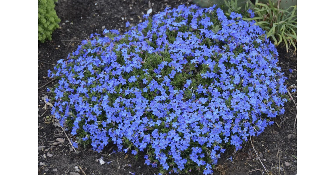 Kőmagcserje sötétkék - Lithodora diffusa 'Grace Ward' 15/20cm K10,5cm ...