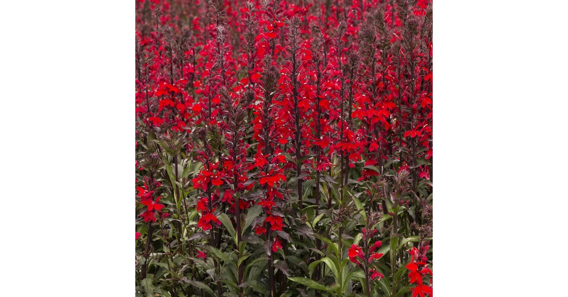 Lobélia pompás bordó lombú élénkpiros virágú - Lobelia speciosa ...