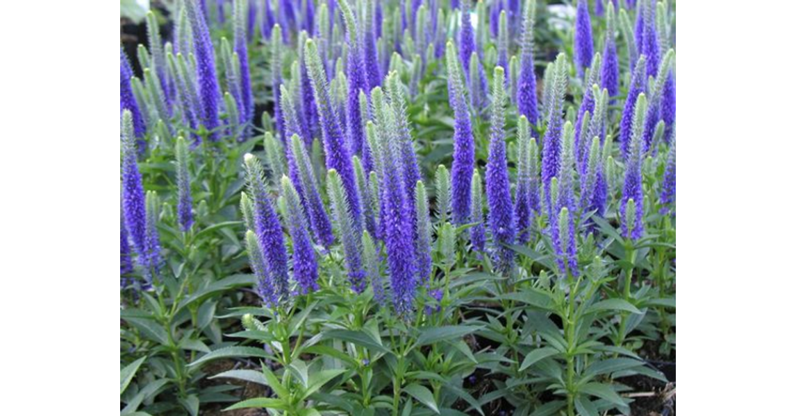 Veronika macskafarkú kék - Veronica spicata 'Ulster Dwarf Blue' 10/20cm ...