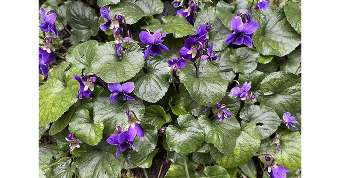 Ibolya labradori - Viola labradorica 10/20cm K9x9cm - Viola labradorica ...