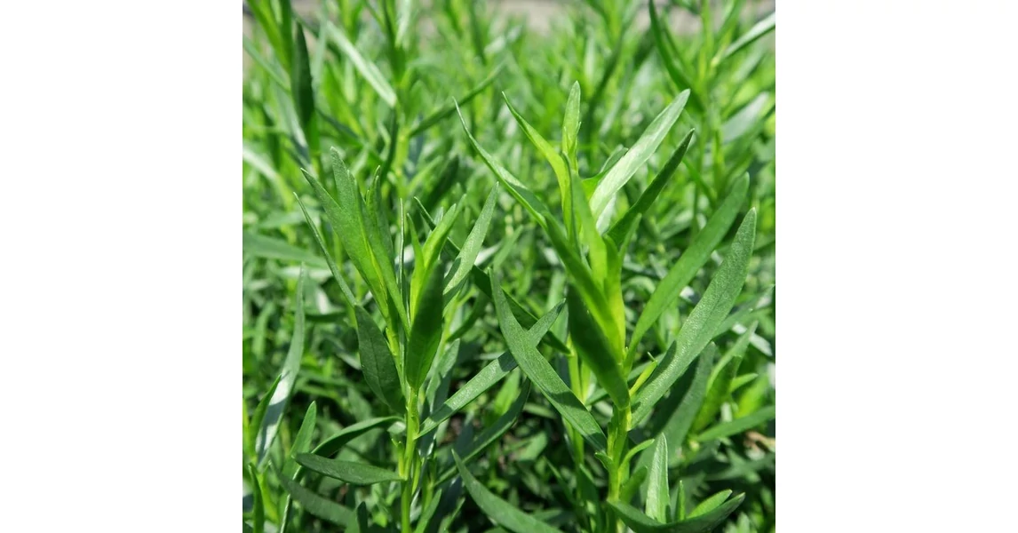 Tárkony - Artemisia 'Pfefferkorn' 10/20cm K12cm - Borhy Kertészet