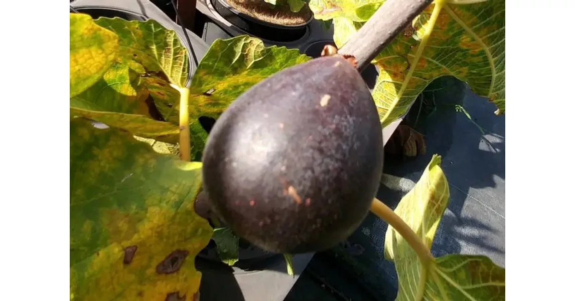Füge sárgászöld termésű - Ficus carica 'Francesca' 20/40cm K2l - Borhy ...