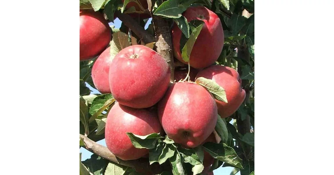 Alma (szabadgyökerű) - Malus domestica 'Red Chief' 150/175 cm - Borhy ...