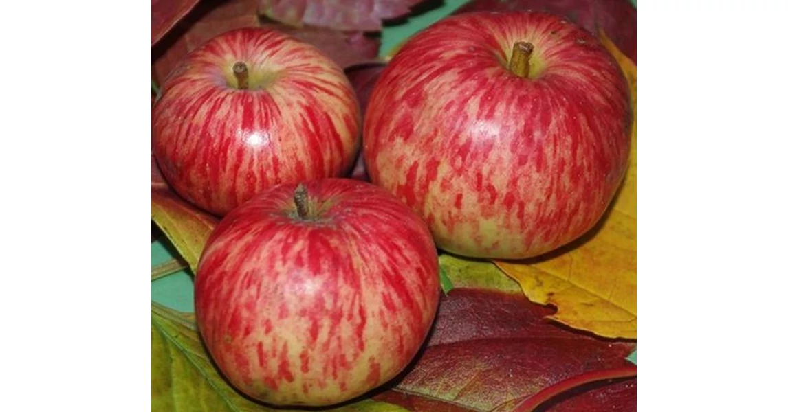 Alma nyári csíkos (szabadgyökerű) - Malus domestica 'Fahéj' 150/175 cm ...