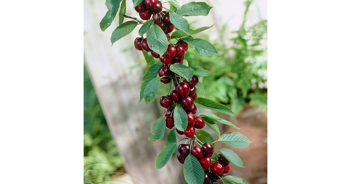 Cseresznye oszlopos (konténeres) - Prunus avium 'Sylvia' 150/175cm K10l ...