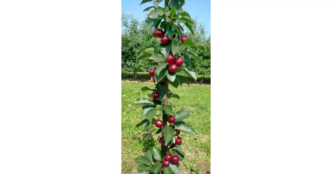 Meggy, oszlopos (szabadgyökerű) - Prunus cerasus 'Jachim', 100/125 cm ...