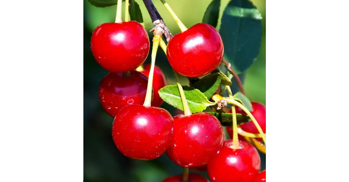 Meggy (szabadgyökerű) - Prunus cerasus 'Meteor korai' 150/175cm - Borhy ...