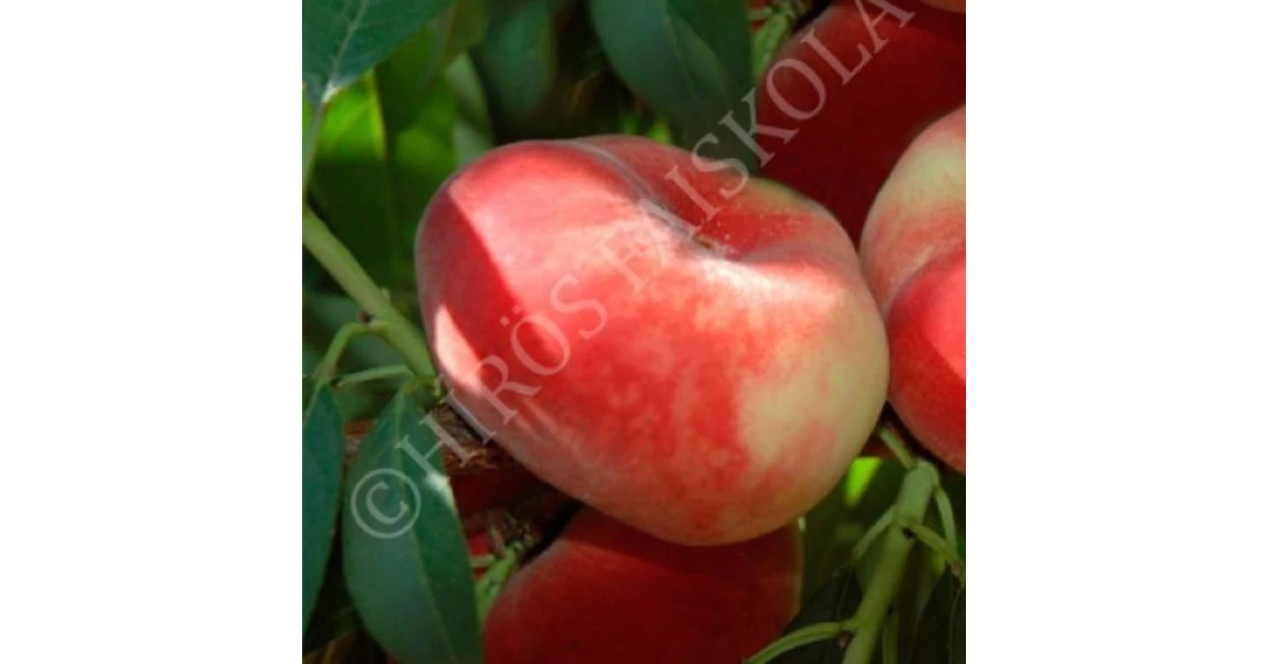 Őszibarack (Lapos barack) (konténeres) - Prunus persica 'Remény' 150 ...