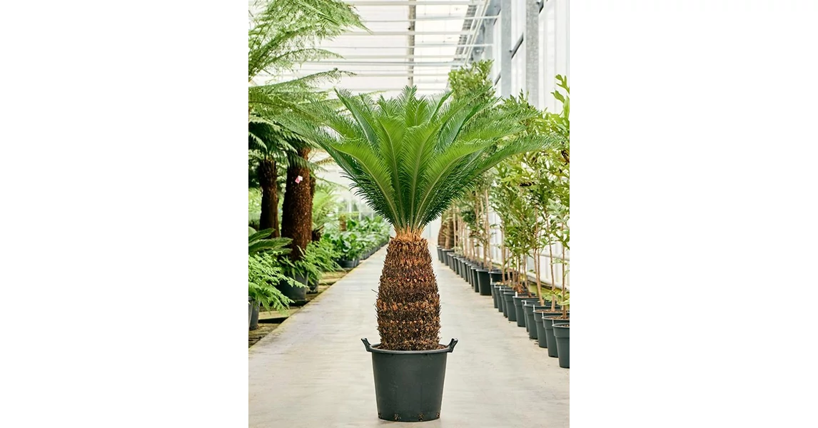 Pálma Cikász japán (Szágó pálma) - Cycas revoluta 40/50cm K14cm - Borhy ...