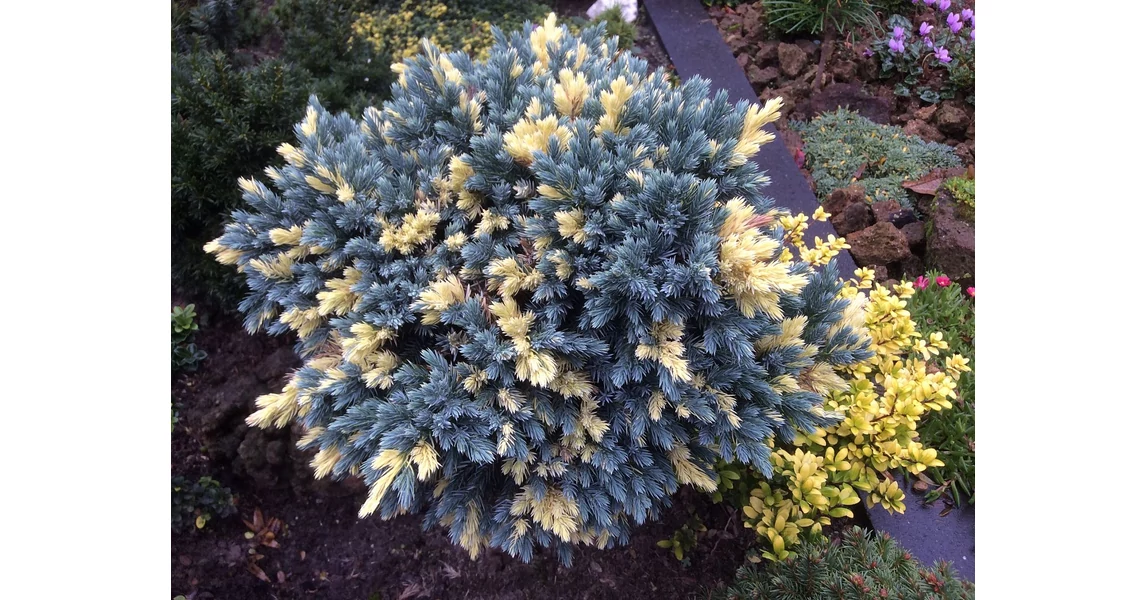 Boróka himalájai törpe tarka - Juniperus squamata 'Floriant' 20/30cm ...